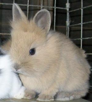 Our Lionheads